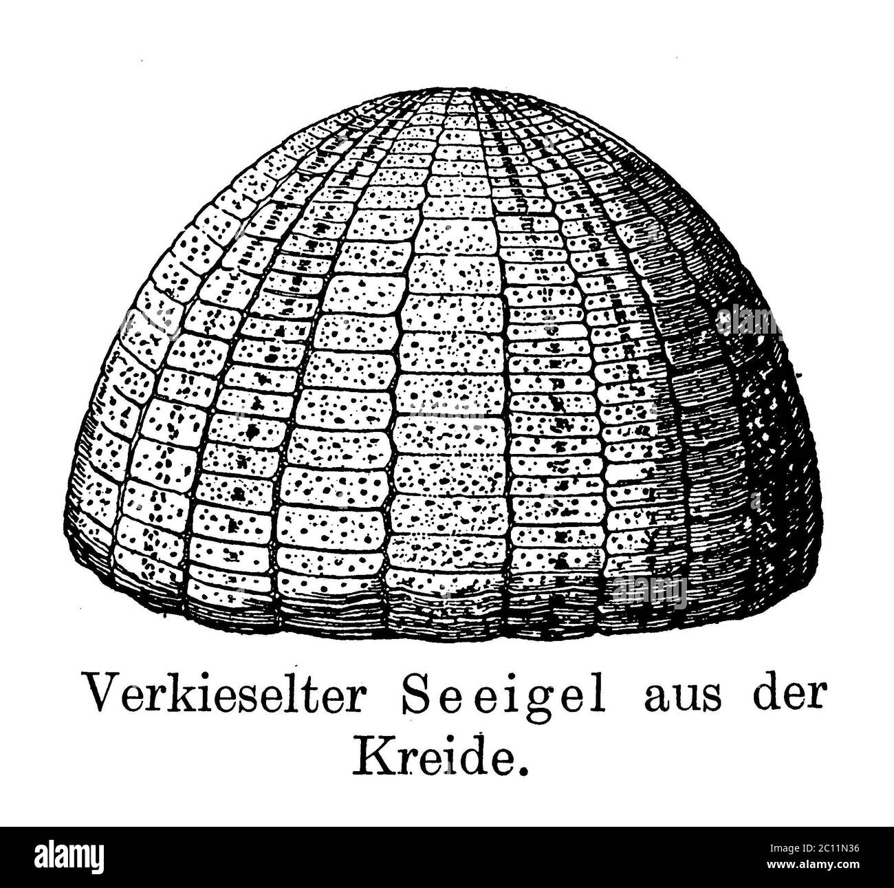 European edible sea urchin / Echinus esculentus Stock Photo - Alamy