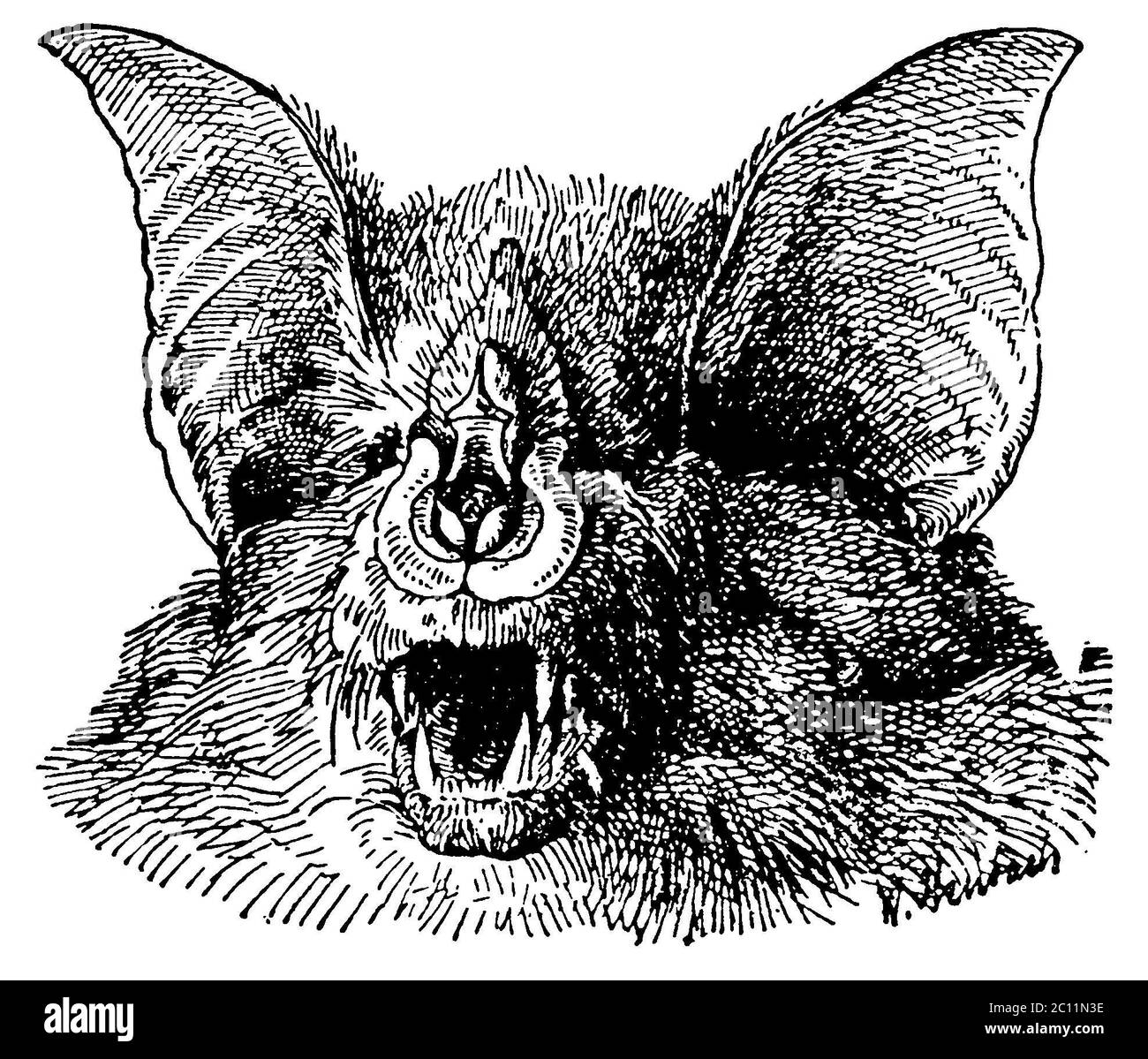 greater horseshoe bat / Rhinolophus ferrumequinum / Hufeisennase: Kopf ...