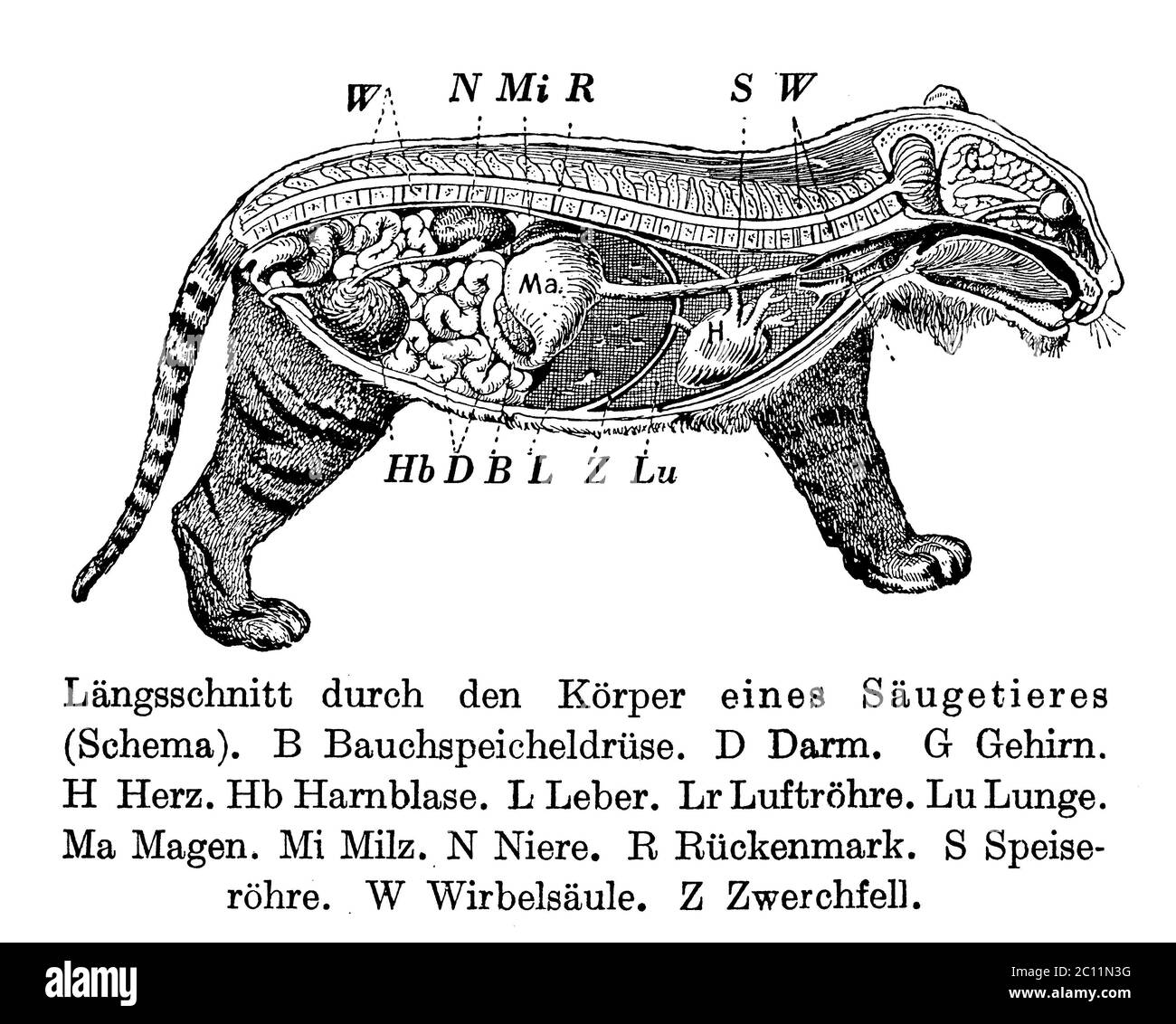 tiger / Panthera tigris Stock Photo - Alamy