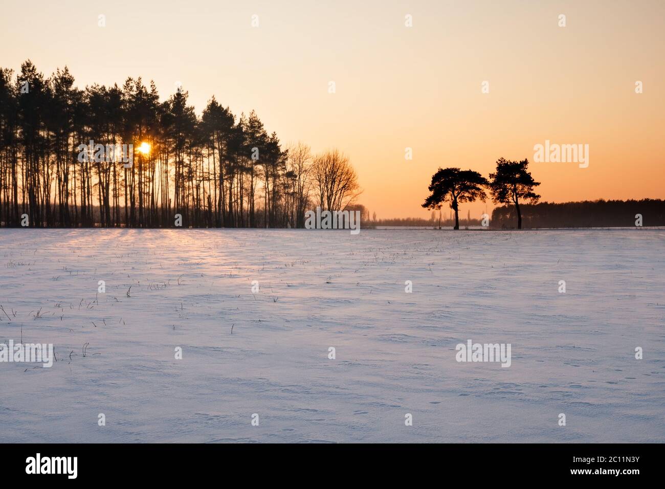 Beautiful winter field covered by snow and distant trees in tranquil ...