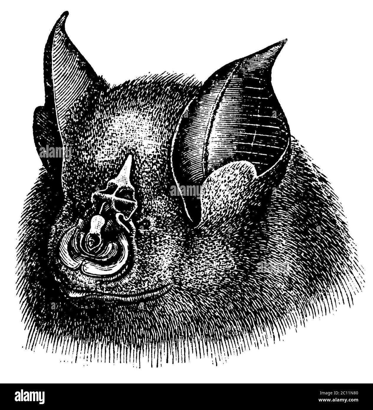 greater horseshoe bat / Rhinolophus ferrumequinum / Hufeisennase, Große ...