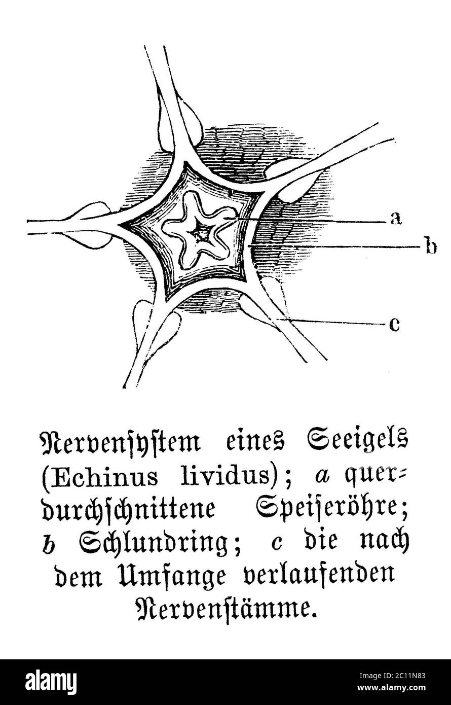 Echinus Diagram