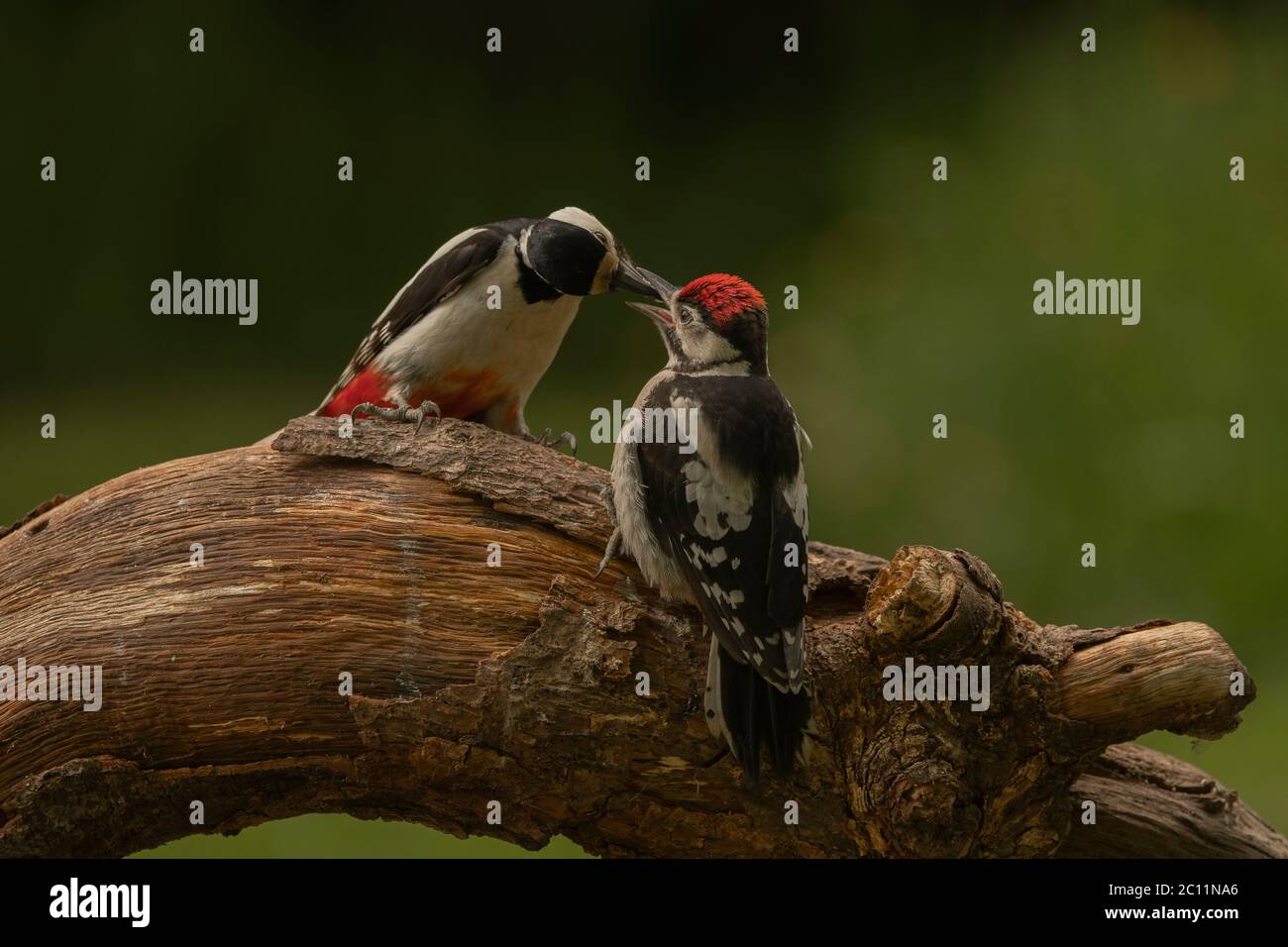 Woodpecker great spotted (Dendrocopos major), female feeding a ...