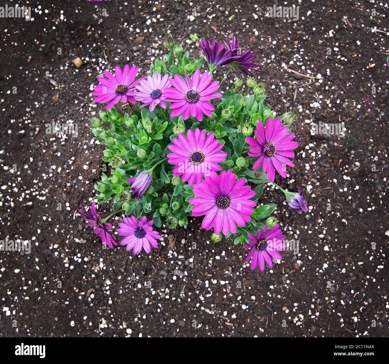 Pink purple spring flowers Stock Photo - Alamy