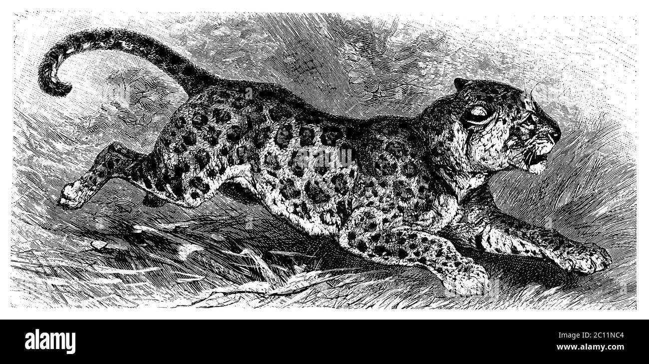 jaguar / Panthera onca / Jaguar / encyclopedia, 1891 Stock Photo - Alamy