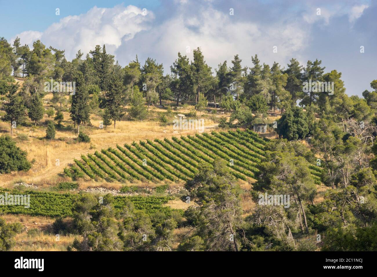 Vineyards in a forest in the Judea mountains near Jerusalem, are an ...