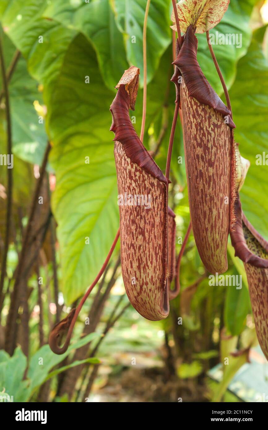 Nepenthes rafflesiana carnivorous pitcher plants Stock Photo - Alamy