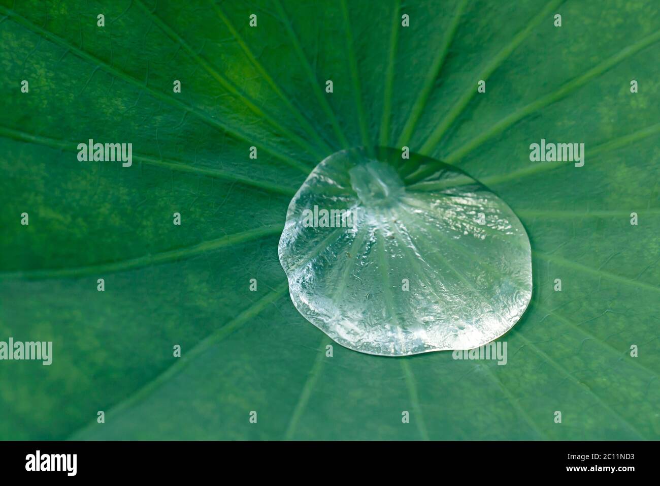 Lotus effect, water droplet on the surface of a lotus leaf Stock Photo ...