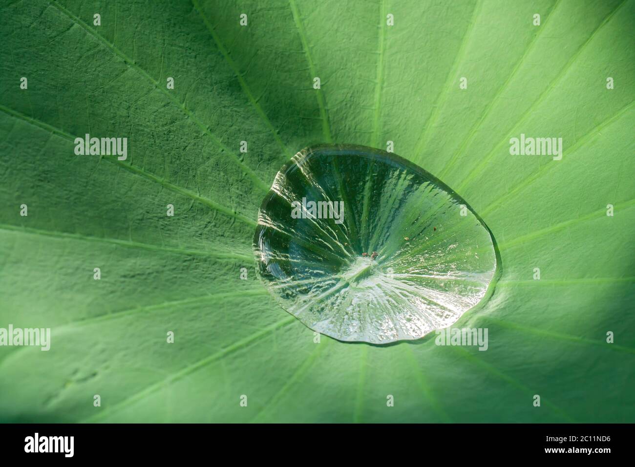 Lotus effect, water droplet on the surface of a lotus leaf Stock Photo ...