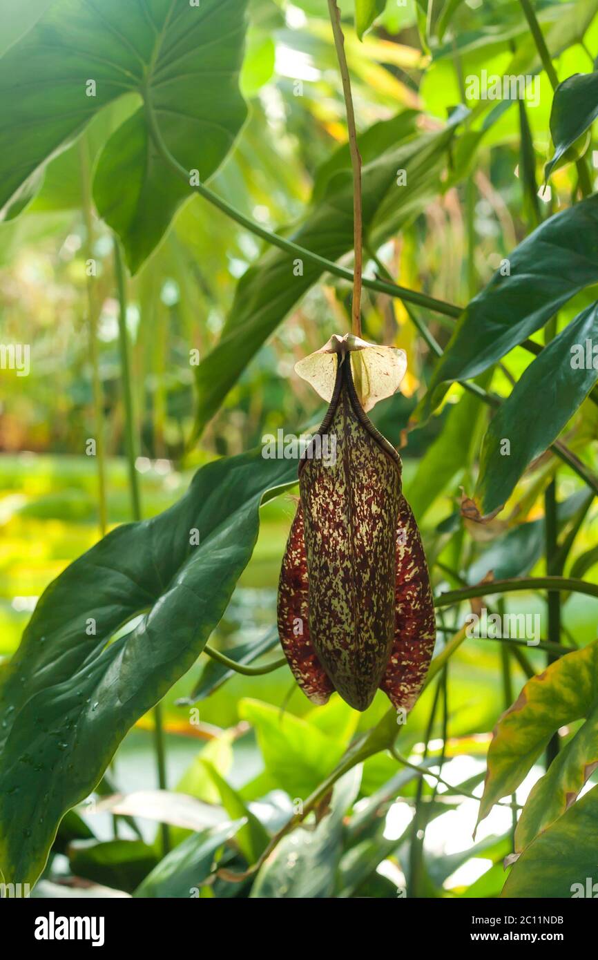 Raffles pitcher plant nepenthes rafflesiana hi-res stock photography ...