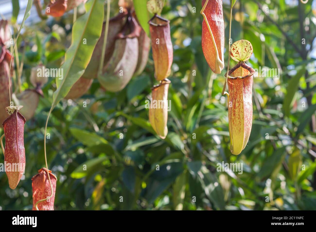 Nepenthes rafflesiana carnivorous pitcher plants Stock Photo - Alamy