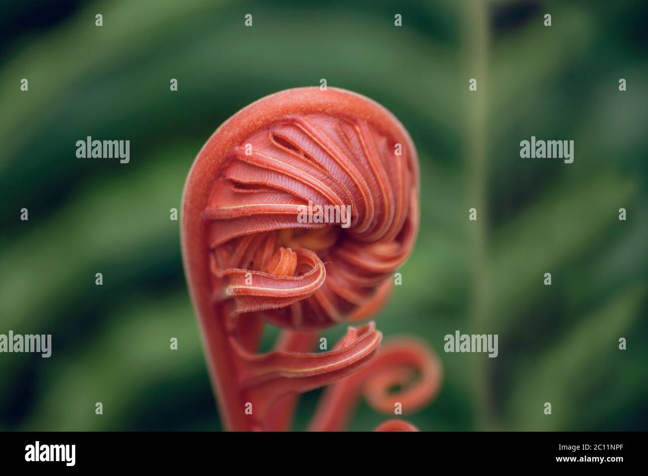 Red brazilian tree fern hi-res stock photography and images - Alamy