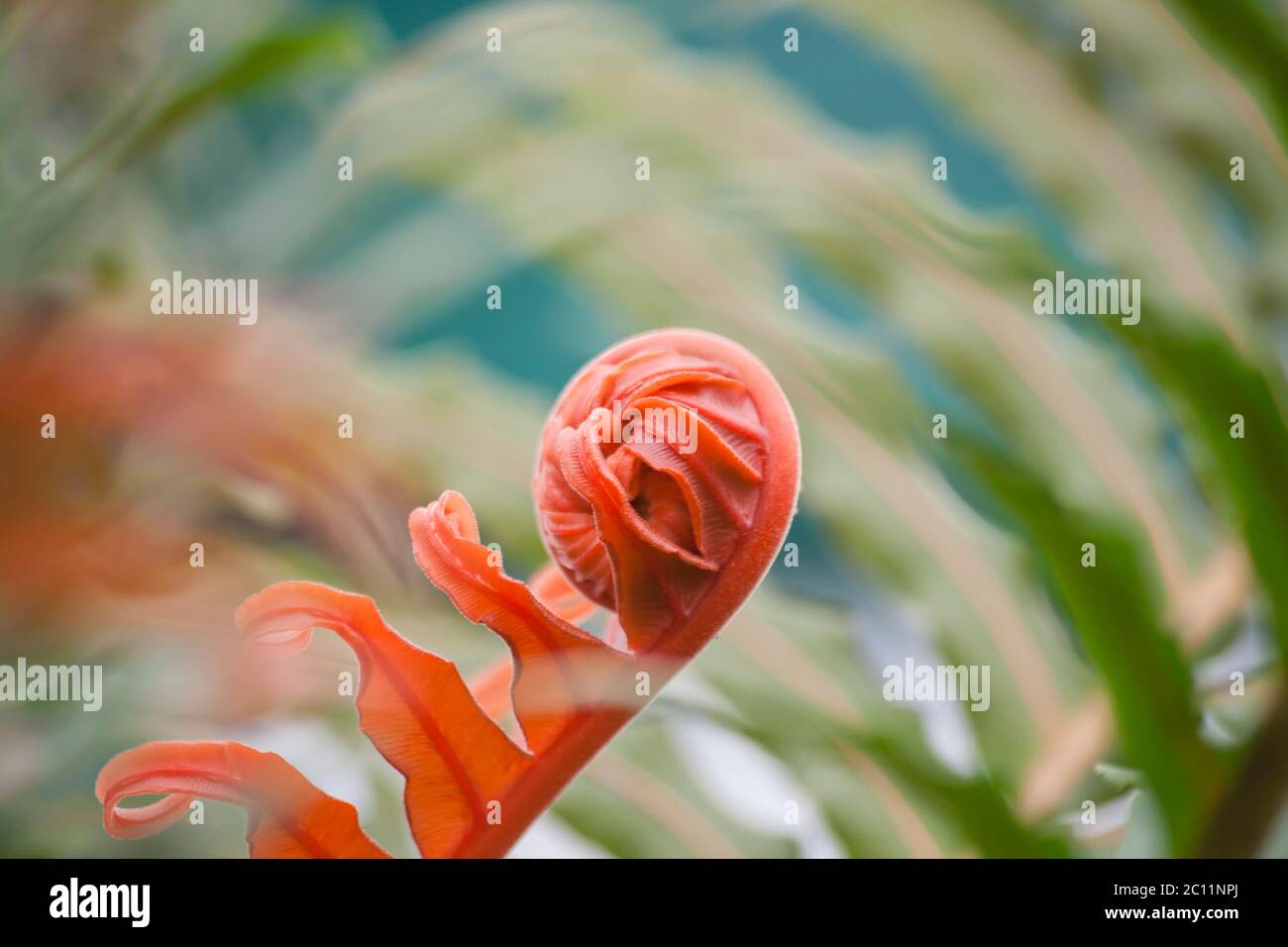 Red brazilian tree fern hi-res stock photography and images - Alamy