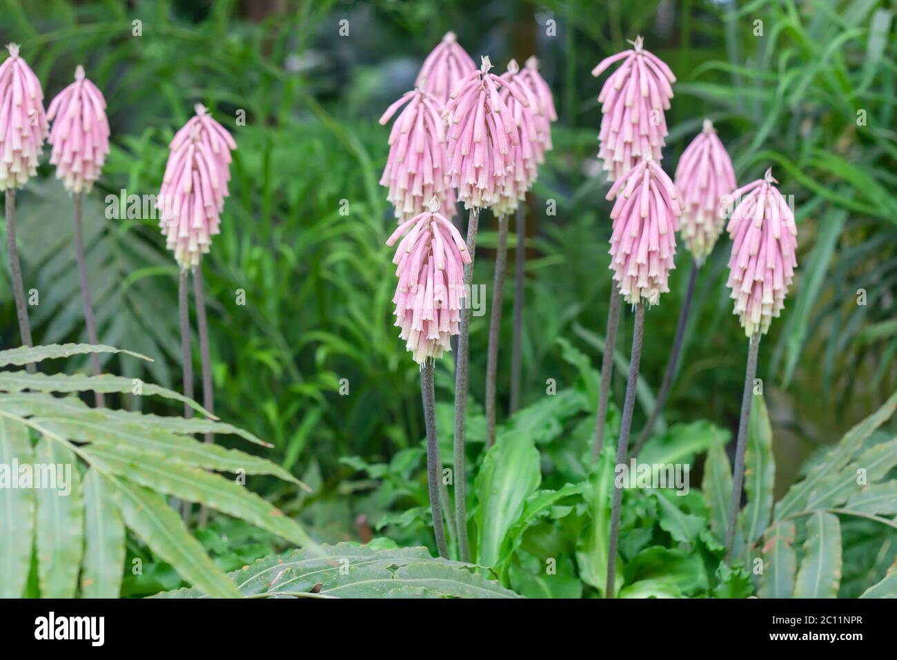 Torch lily detail hi-res stock photography and images - Alamy