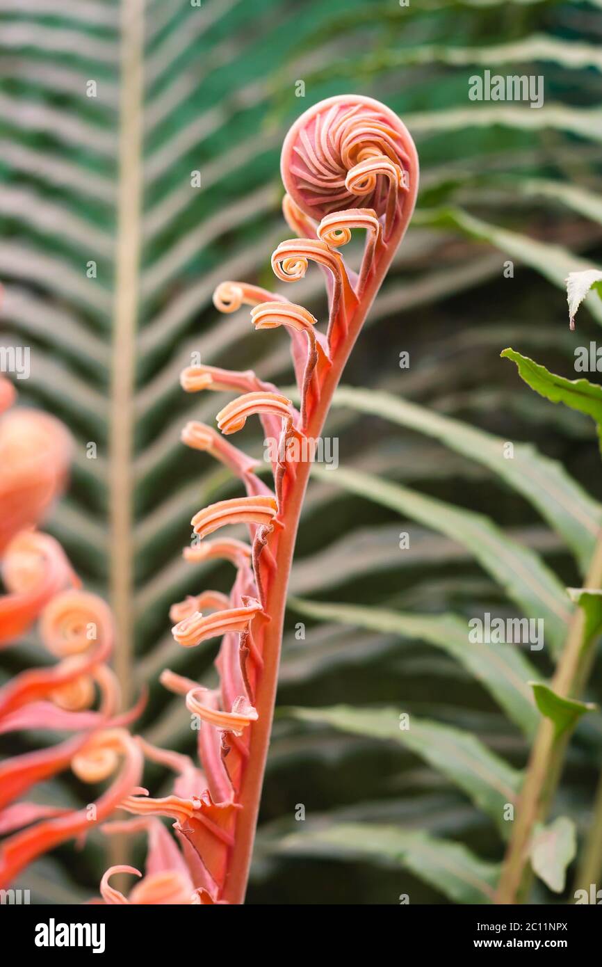 Red brazilian tree fern hi-res stock photography and images - Alamy