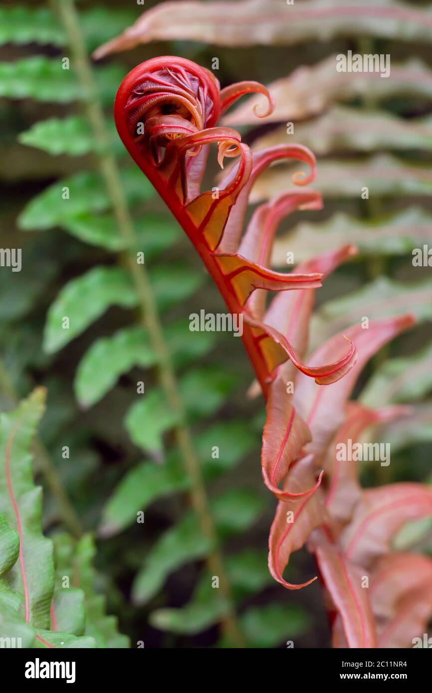 Red brazilian tree fern hi-res stock photography and images - Alamy