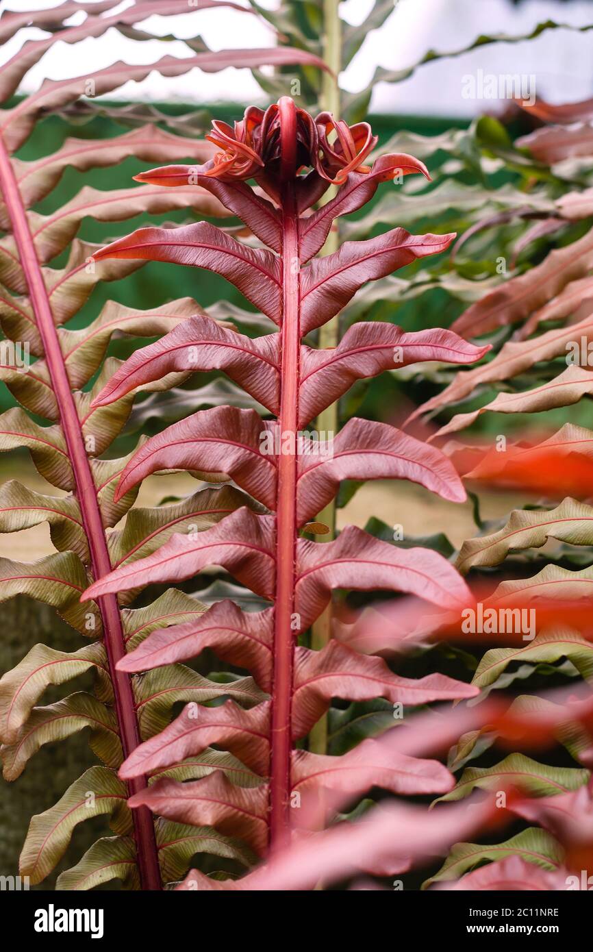Red brazilian tree fern hi-res stock photography and images - Alamy