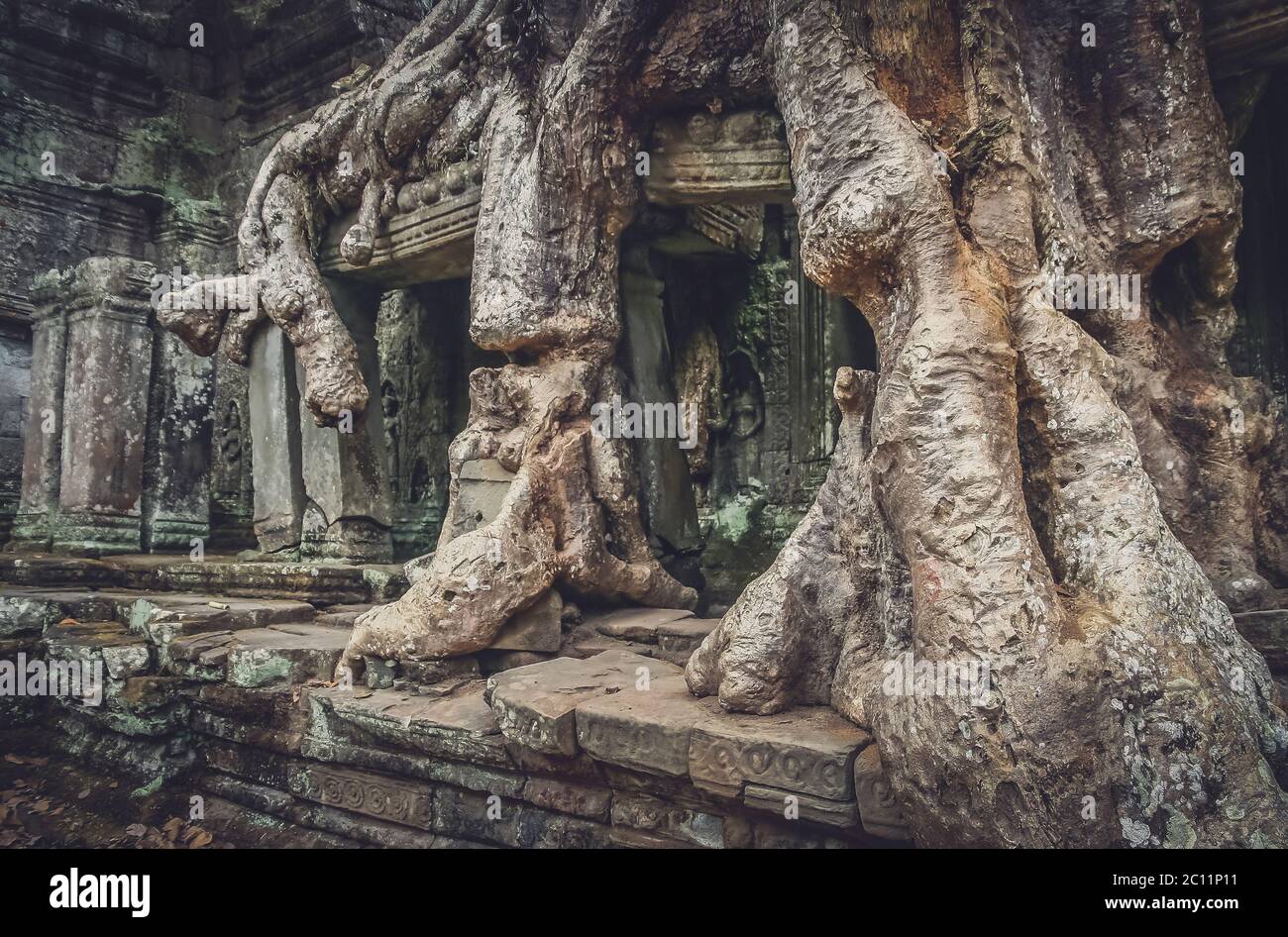 Huge tree engulfing a temple wall Stock Photo - Alamy