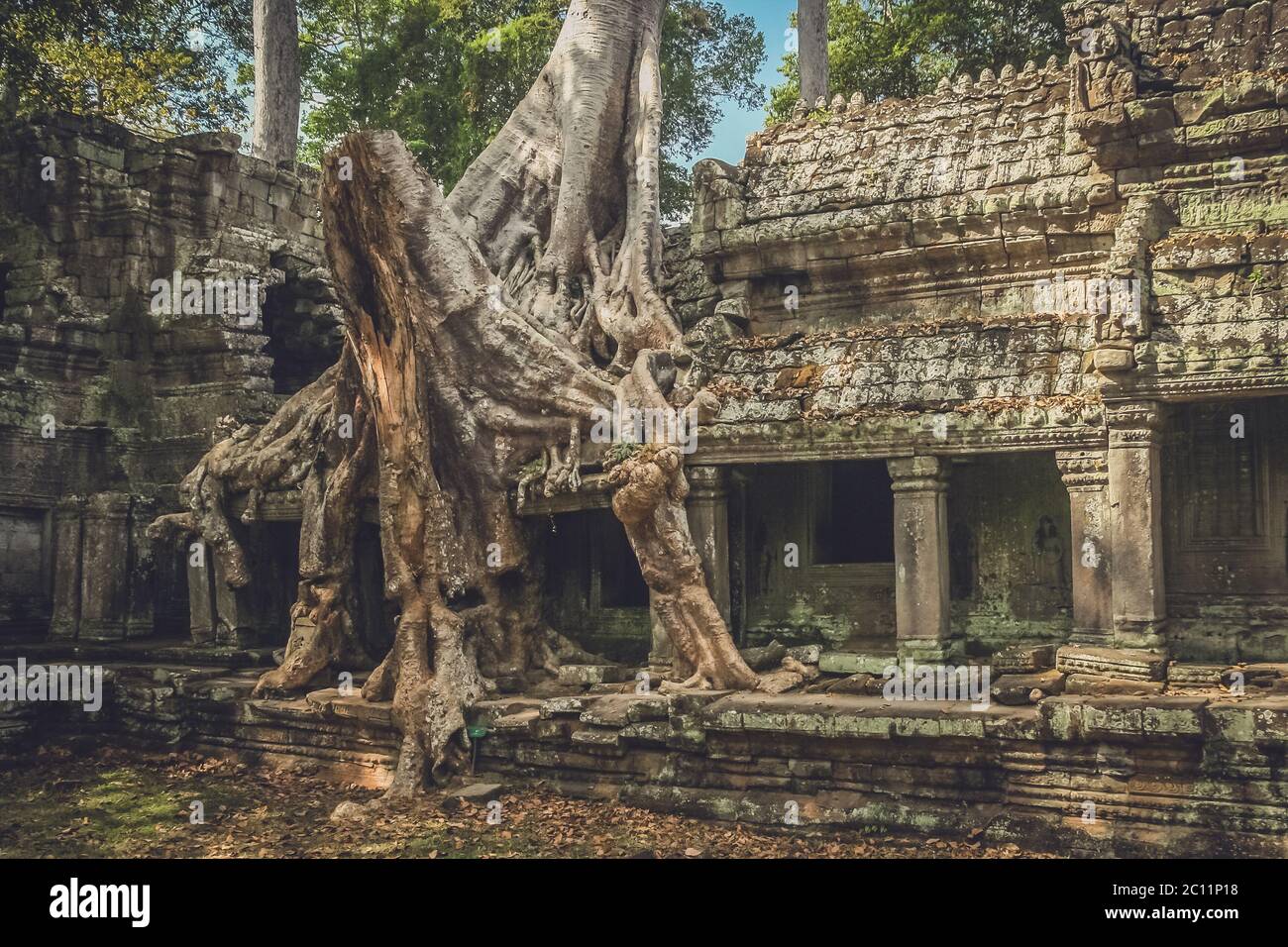 Huge tree engulfing a temple wall Stock Photo - Alamy