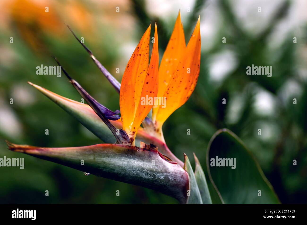 Crane exotic bird hi-res stock photography and images - Alamy