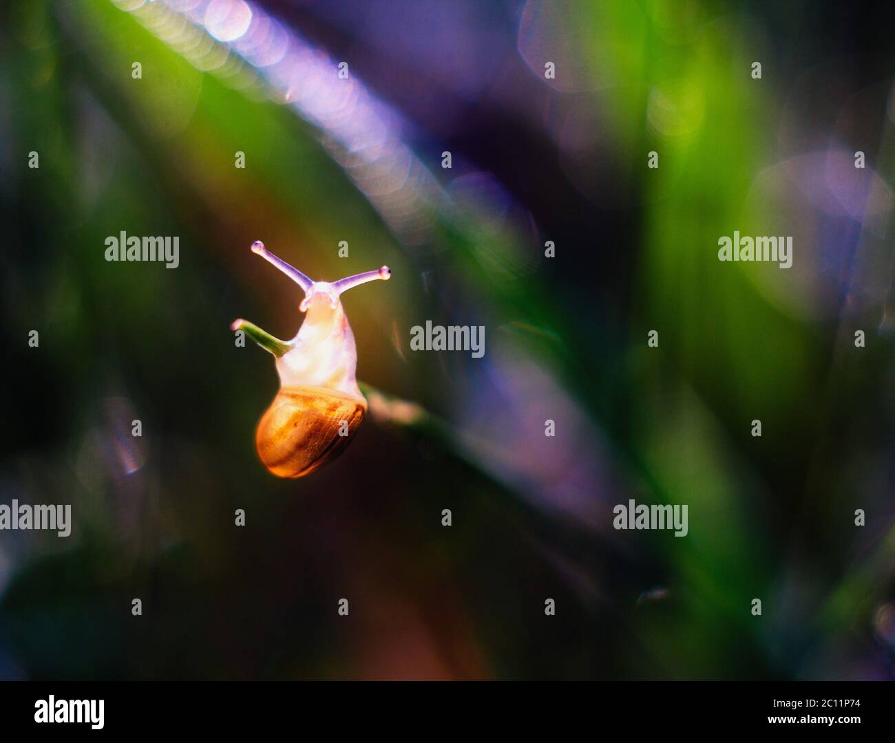 Beautiful Snail High Resolution Stock Photography and Images - Alamy