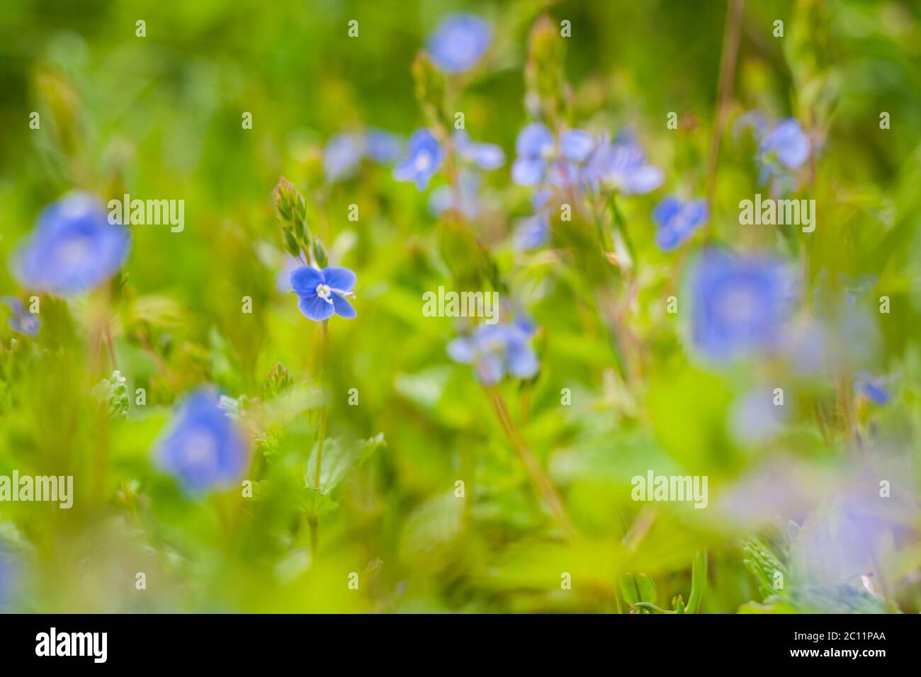 Small blue wild flowers growing in early summer forest Stock Photo - Alamy