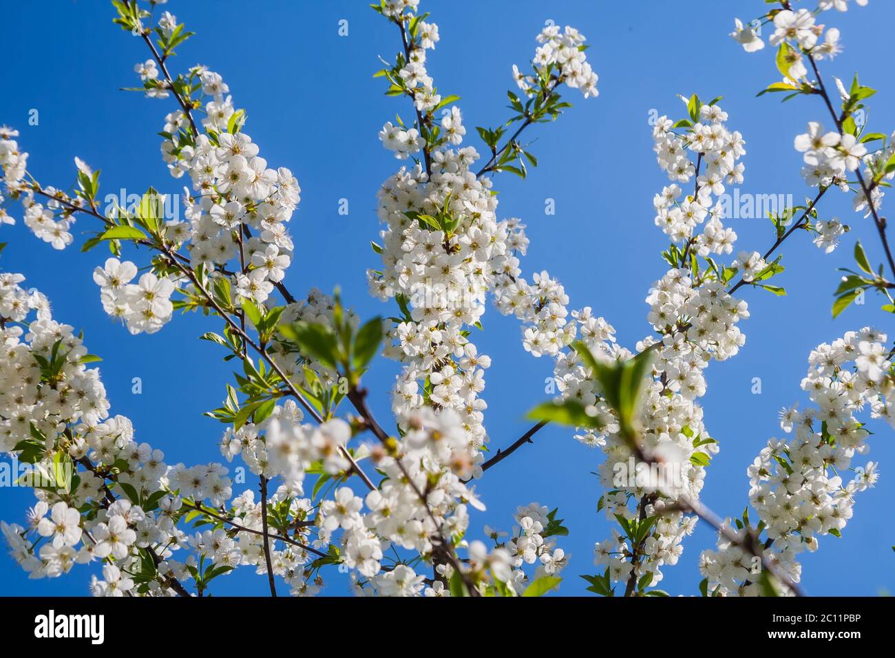 Beautiful blosssoming white cherry branches. Springtime tree with ...