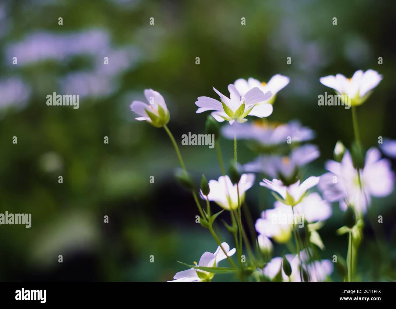 Close up white wild flowers hi-res stock photography and images - Alamy