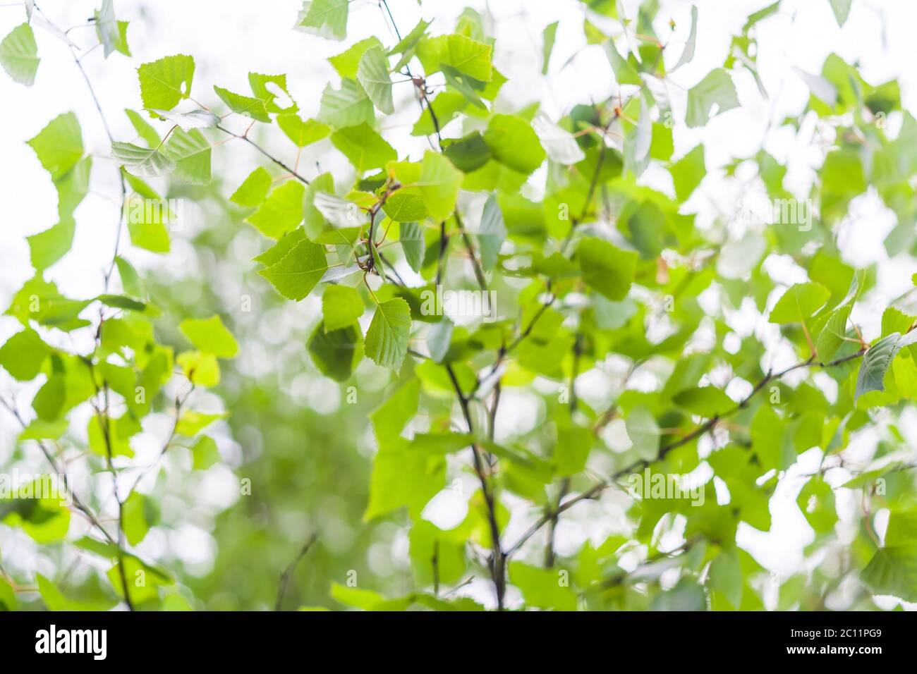 Young springtime green birch leaves on branch. Nature background Stock ...