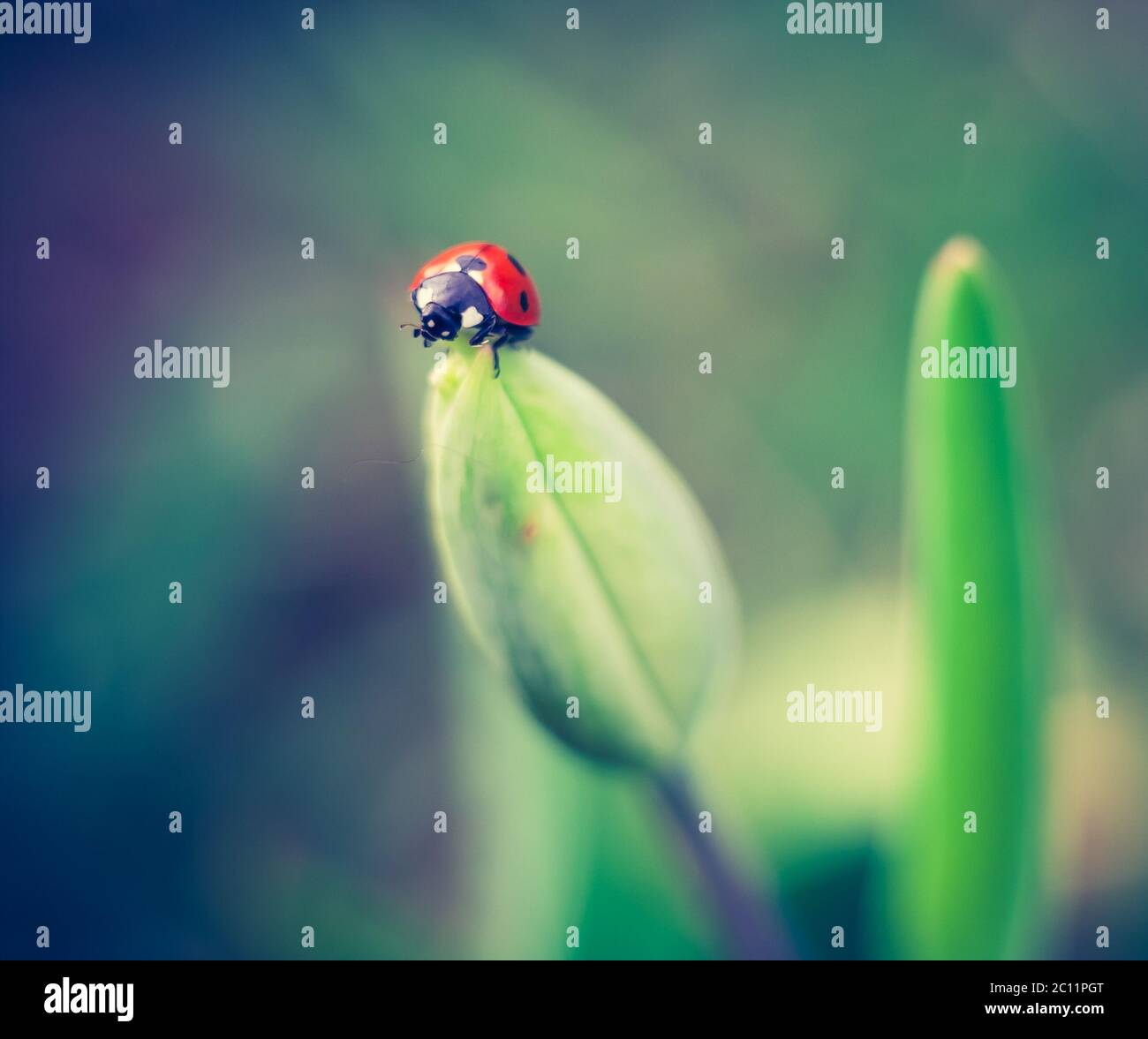 Springtime ladybug on green plants. Beautiful photo witch vintage mood ...