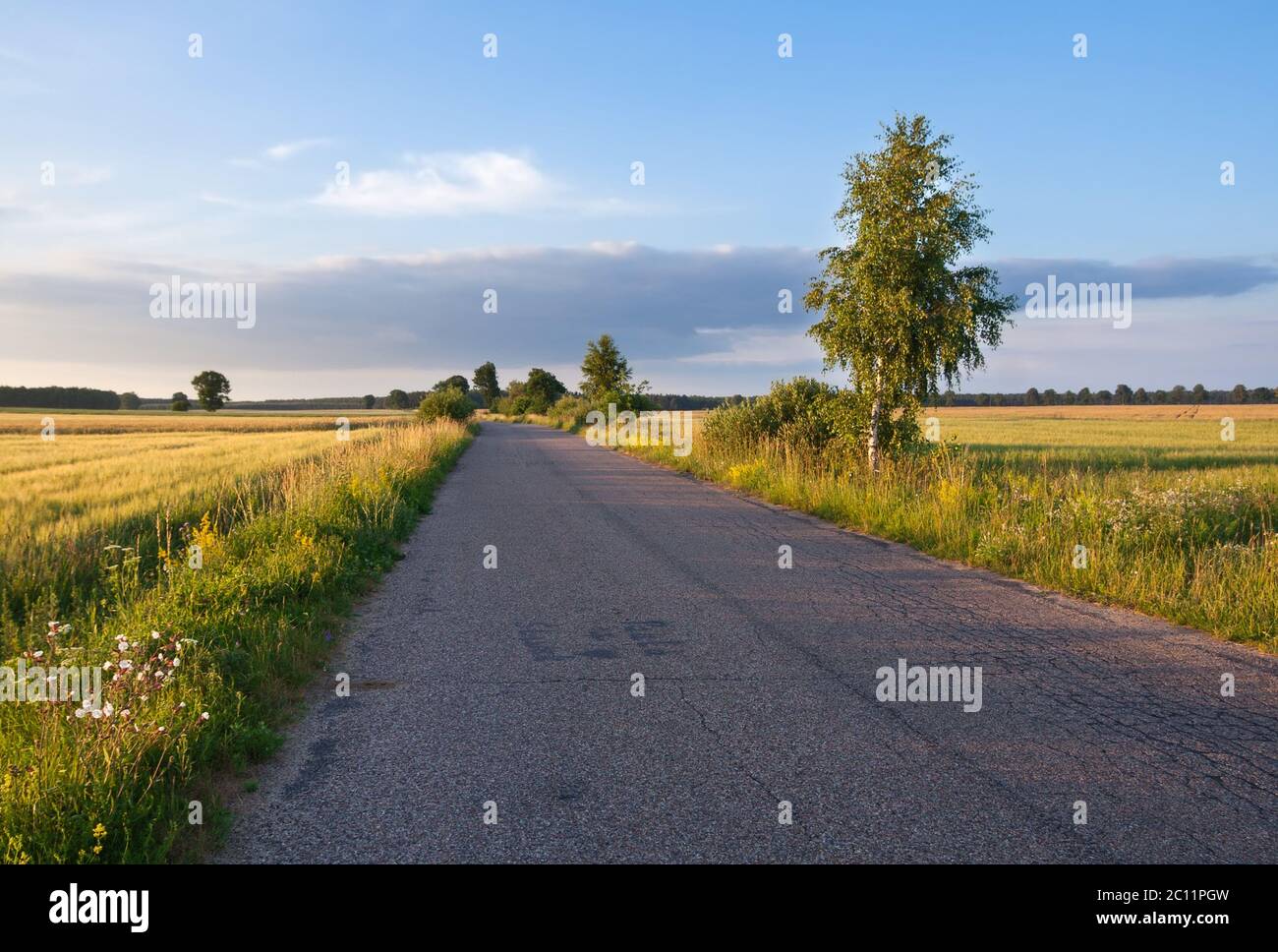 asphalt rural road near village photographed in good golden hour light ...