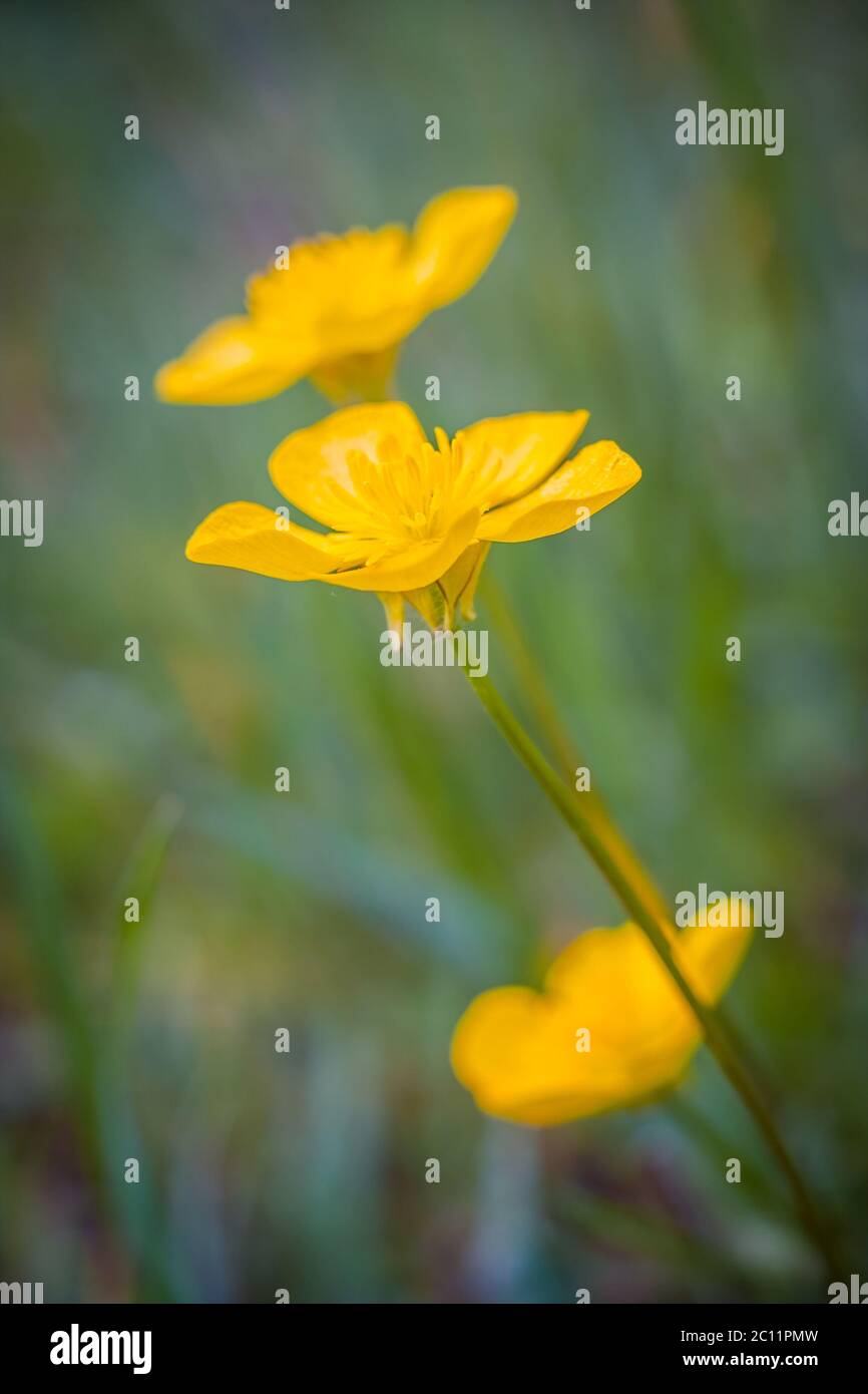Beautiful springtime buttercups flowers growing on wild meadow Stock ...