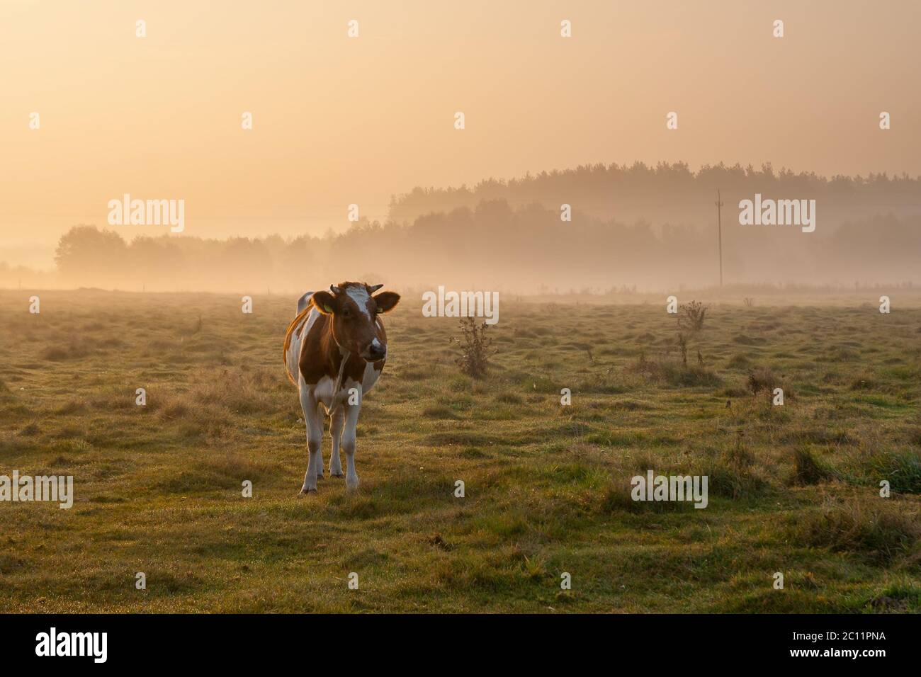 Cows at dawn in mist walking in golden light Stock Photo - Alamy