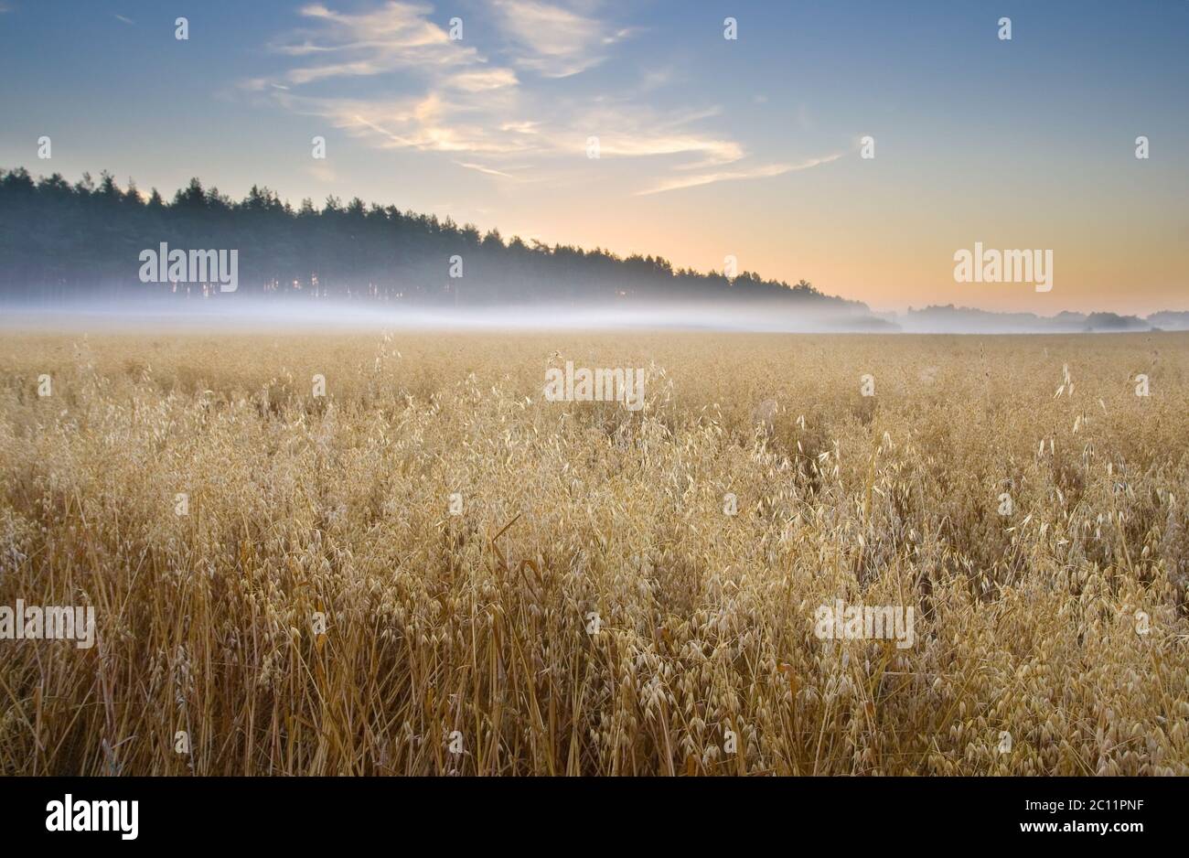 Oat field landscape at foggy sunrise Stock Photo - Alamy