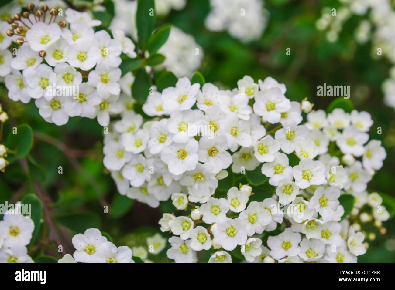 Beautiful blooming hawthorn tree in springtime. White flowers ...