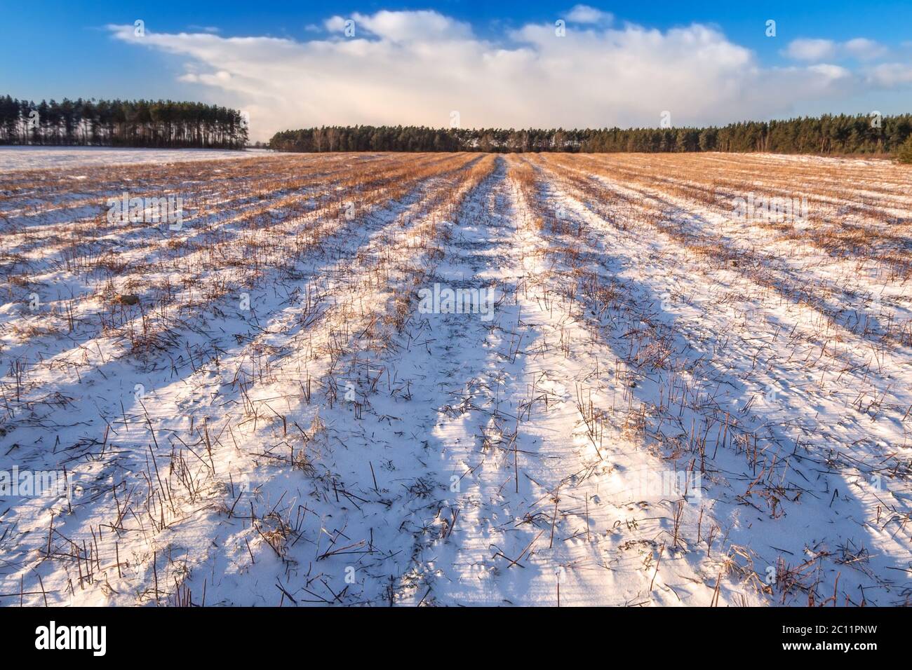 Beautiful winter field covered by snow and distant trees in tranquil ...