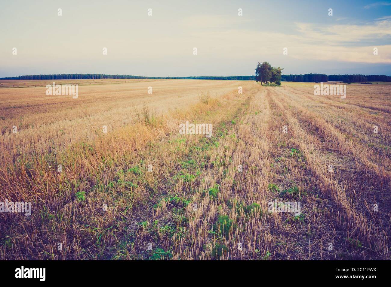 Beautiful stubble field photographed at sunny afternoon. Photo with ...