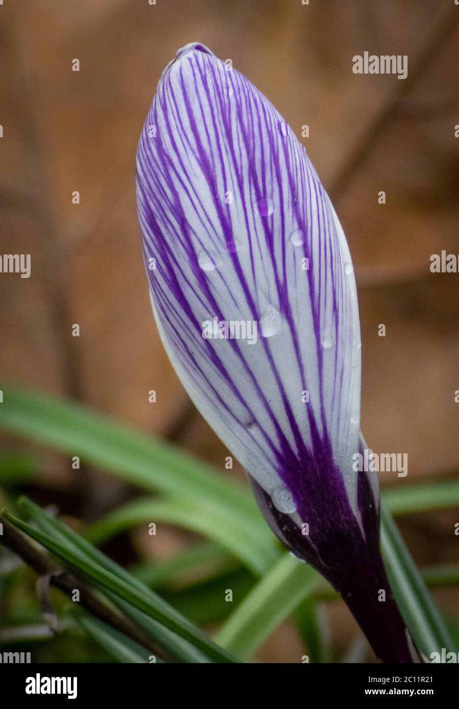 Closeup fresh purple crocuses morning hi-res stock photography and ...