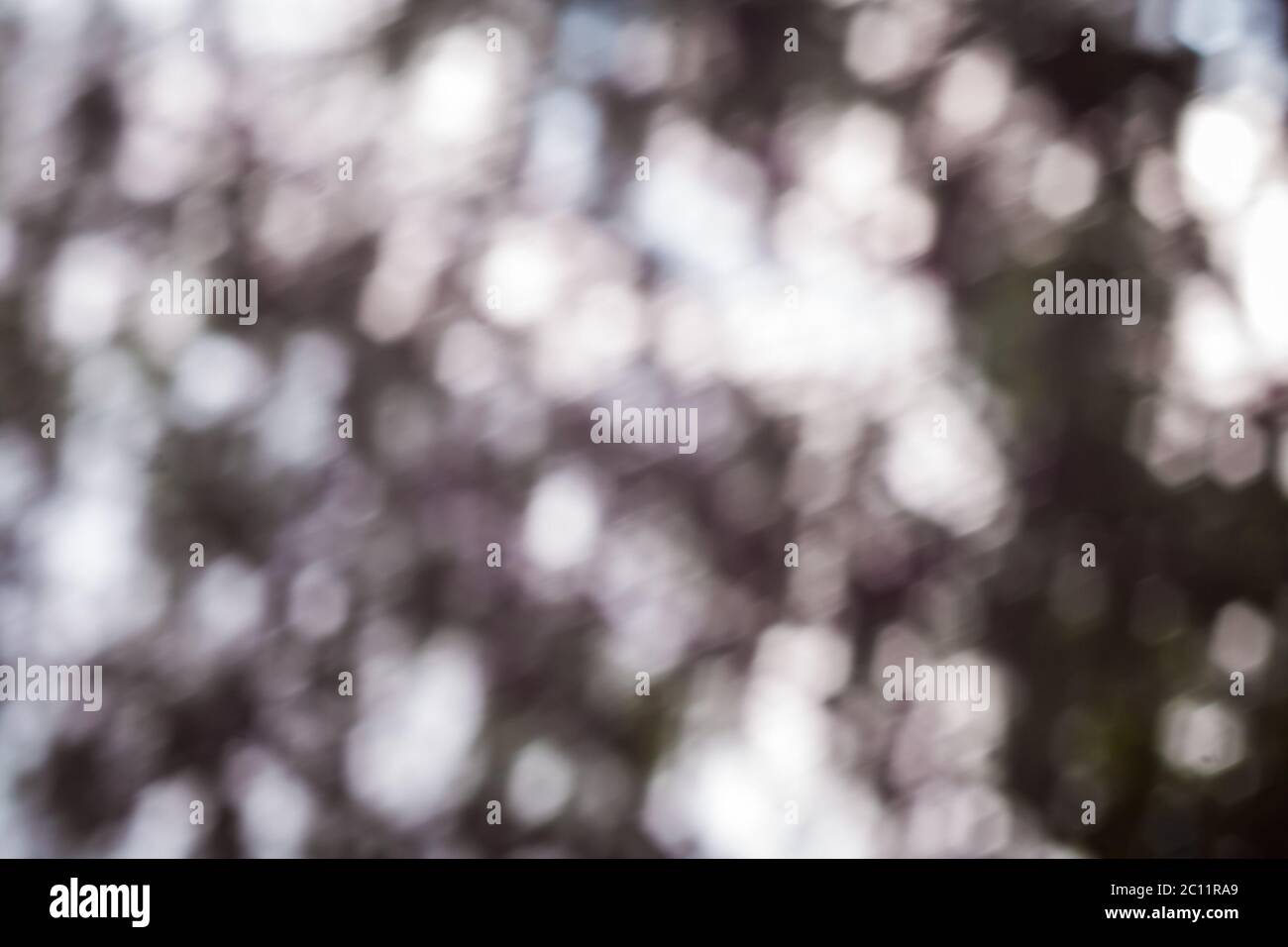 Beautiful nature bokeh soft color background photographed in forest ...