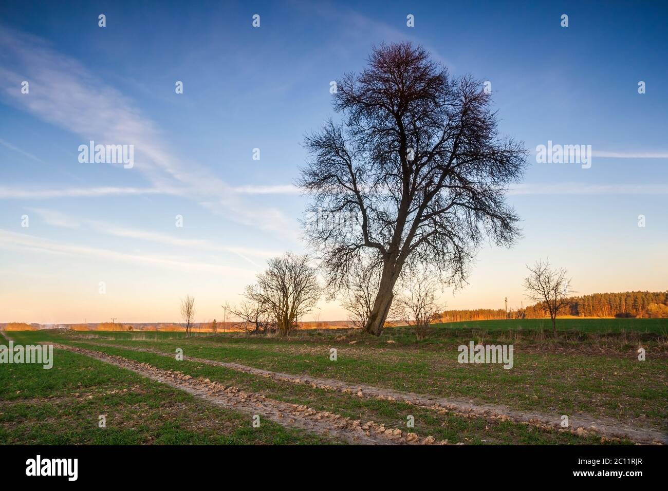 Withered Corn Field High Resolution Stock Photography and Images - Alamy