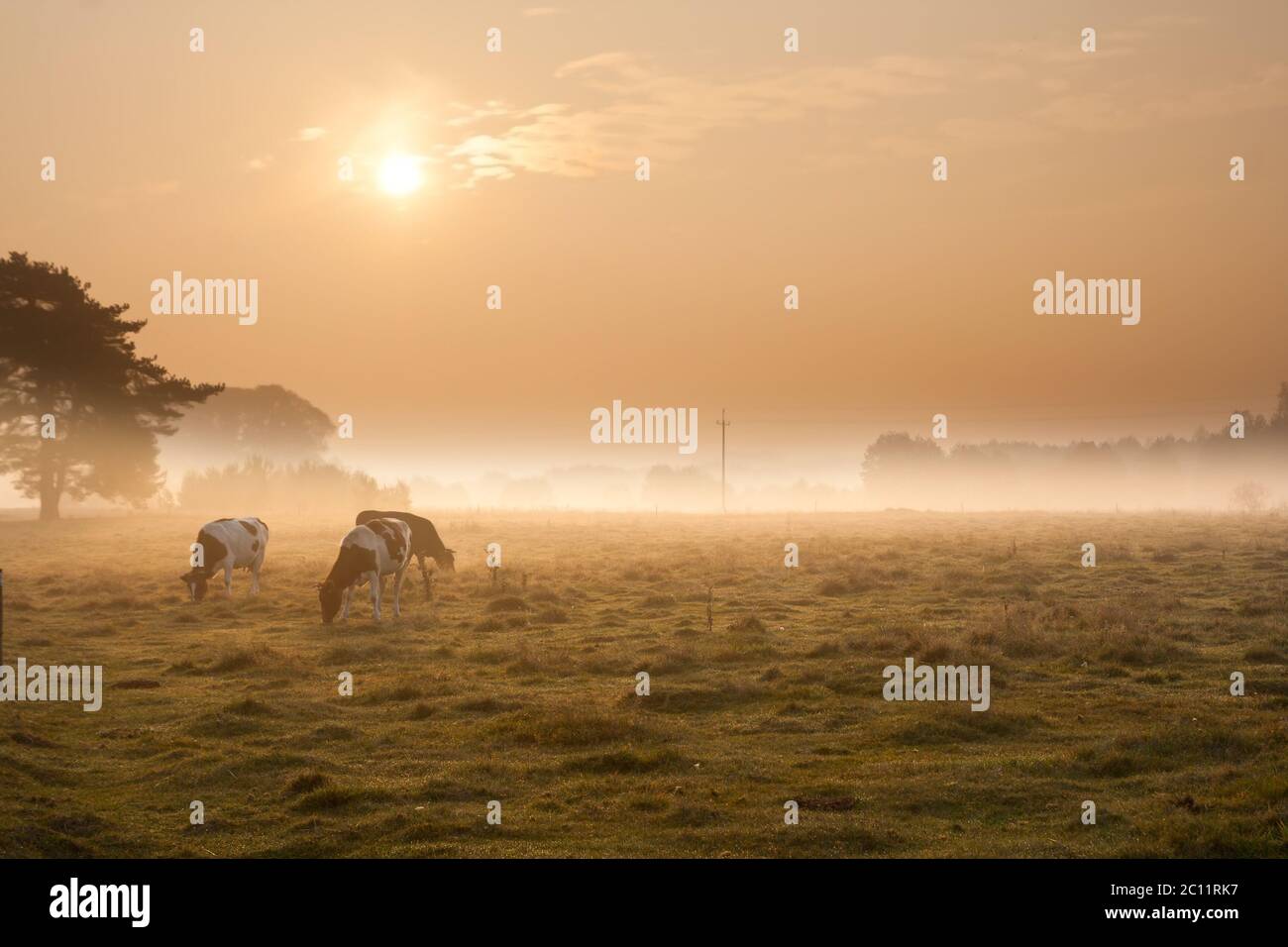 Mist cows field autumn pasture field hi-res stock photography and ...