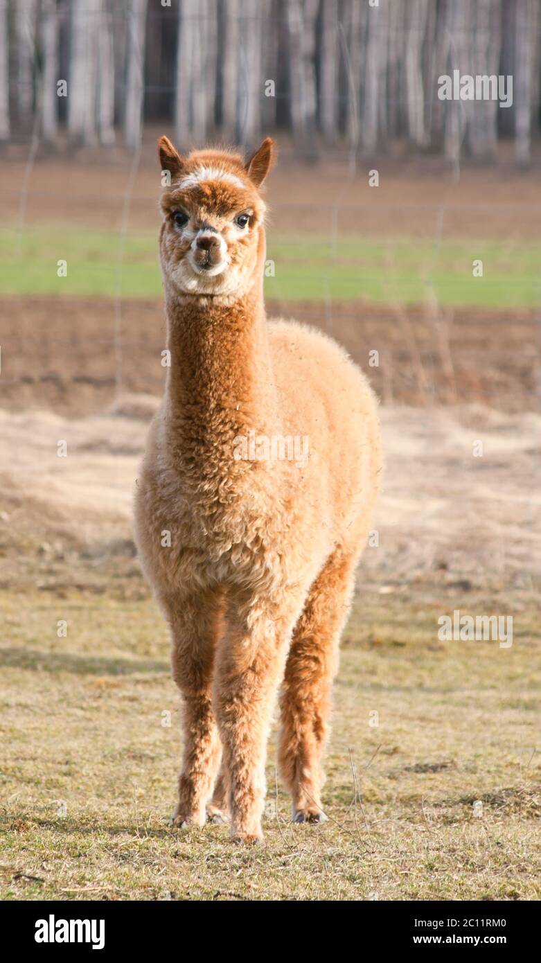 Face of alpaca (Vicugna pacos) from farm Stock Photo - Alamy
