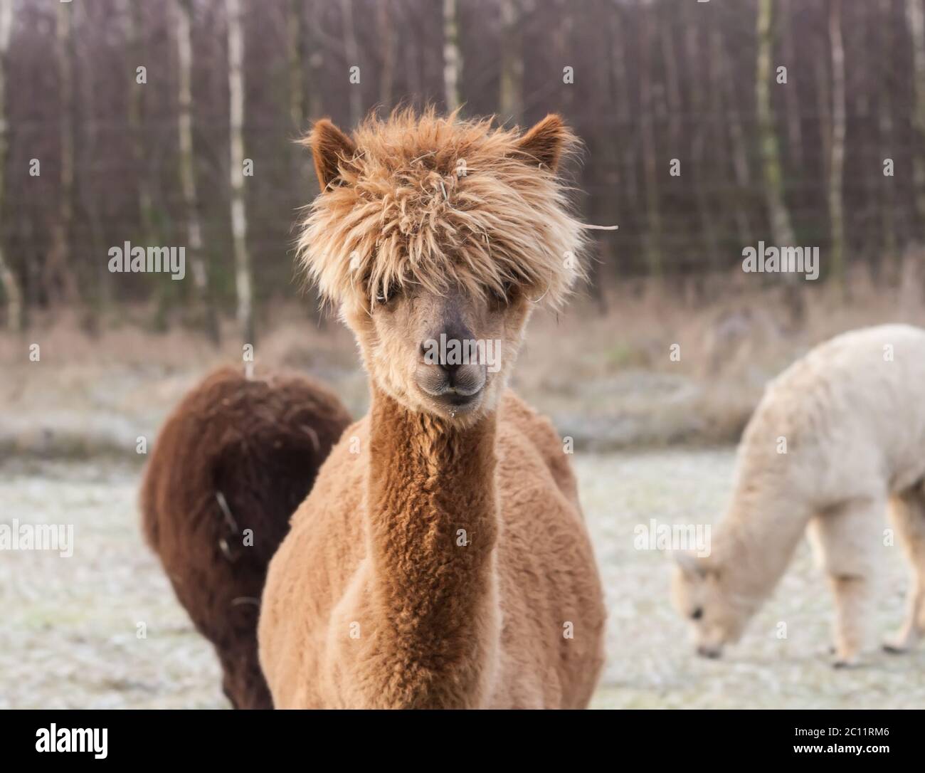 Alapaca (Vicugna pacos) portrait photographed in early spring Stock Photo - Alamy