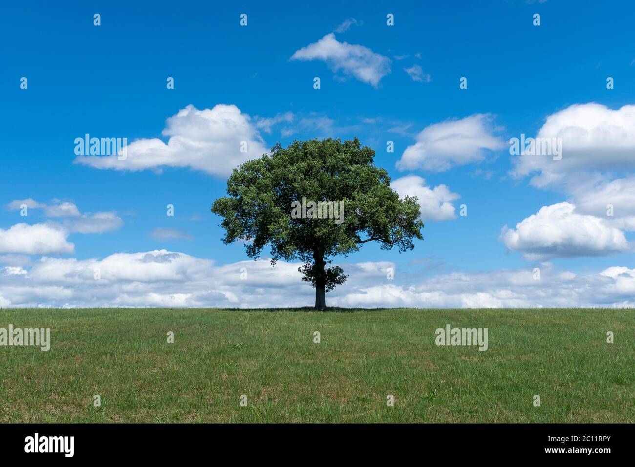 Sole tree hi-res stock photography and images - Alamy