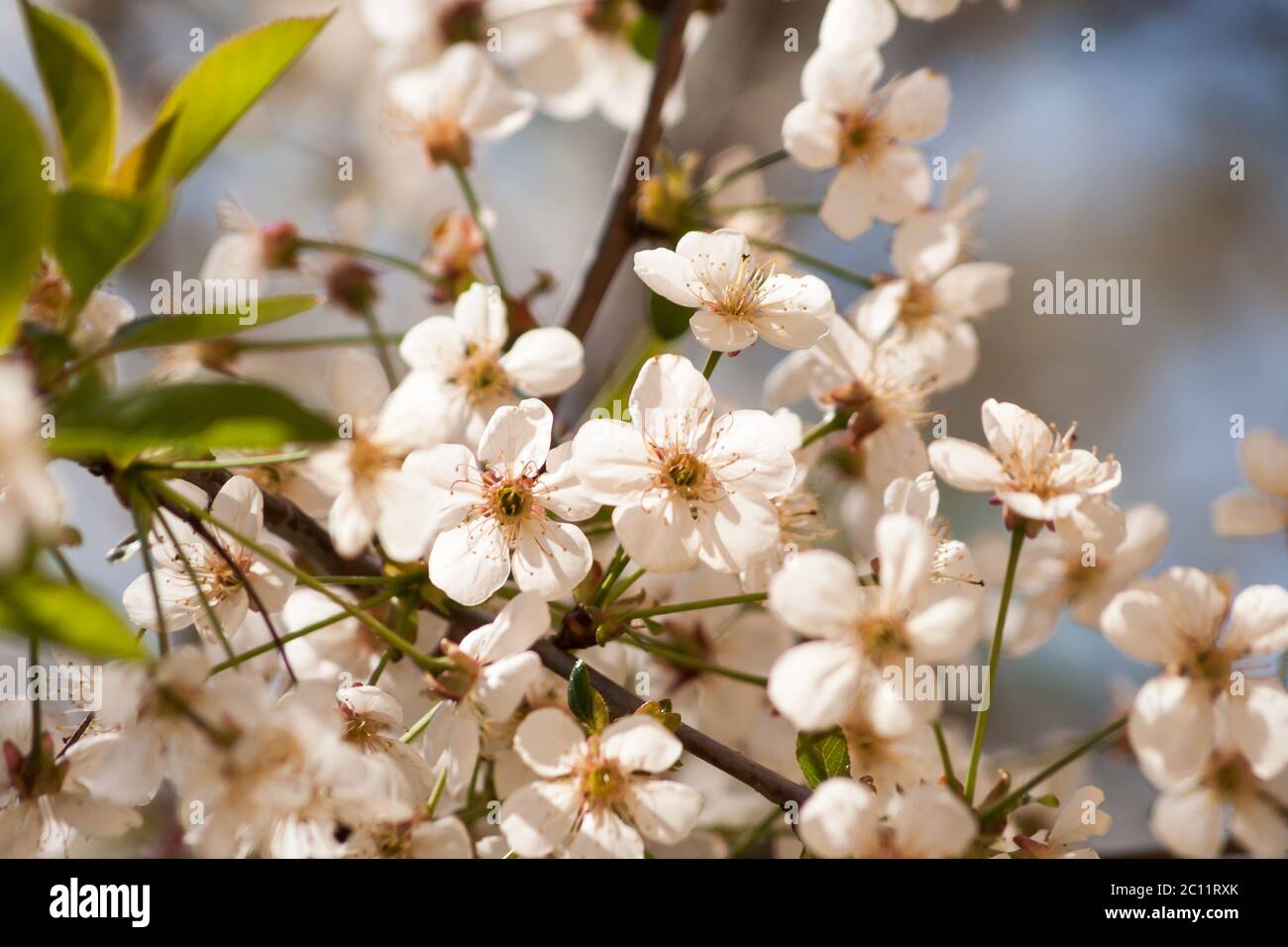 Branches of cherry tree hi-res stock photography and images - Alamy