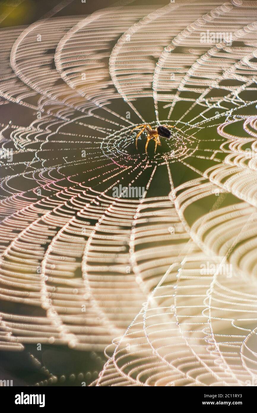 Spider up close hi-res stock photography and images - Alamy