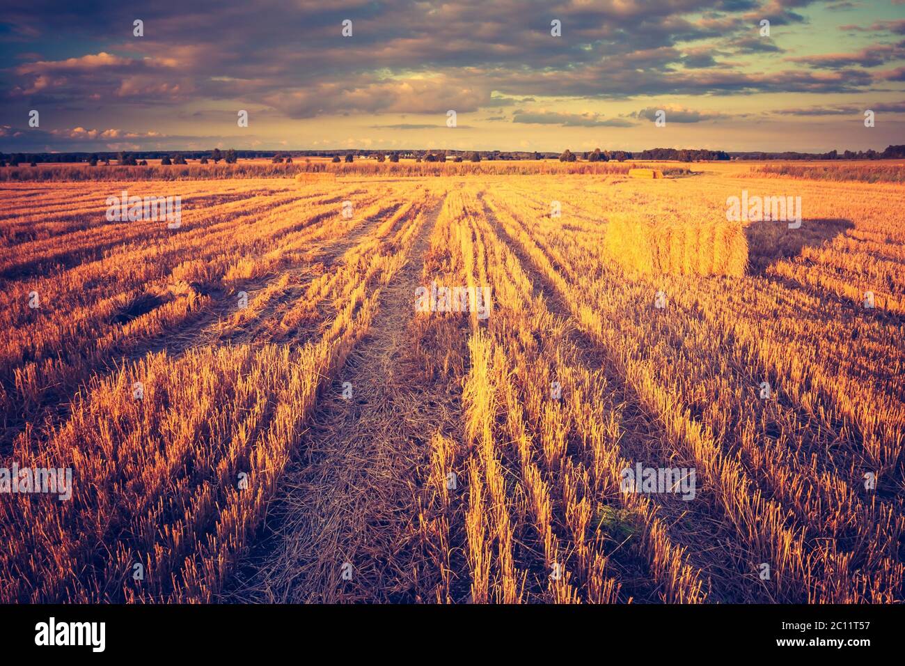 Beautiful stubble field photographed at sunny afternoon. Photo with ...