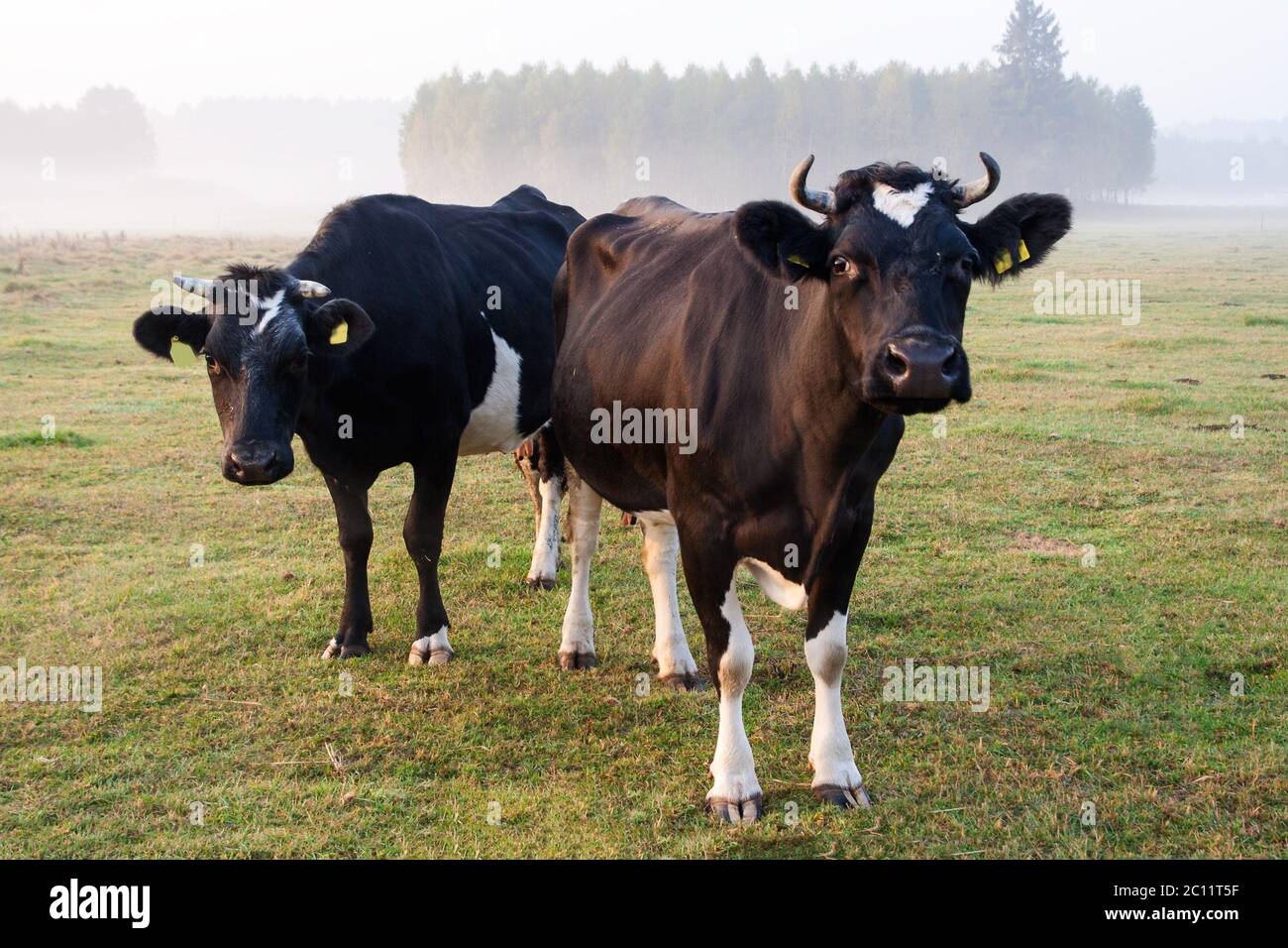 Light colored cows hi-res stock photography and images - Alamy