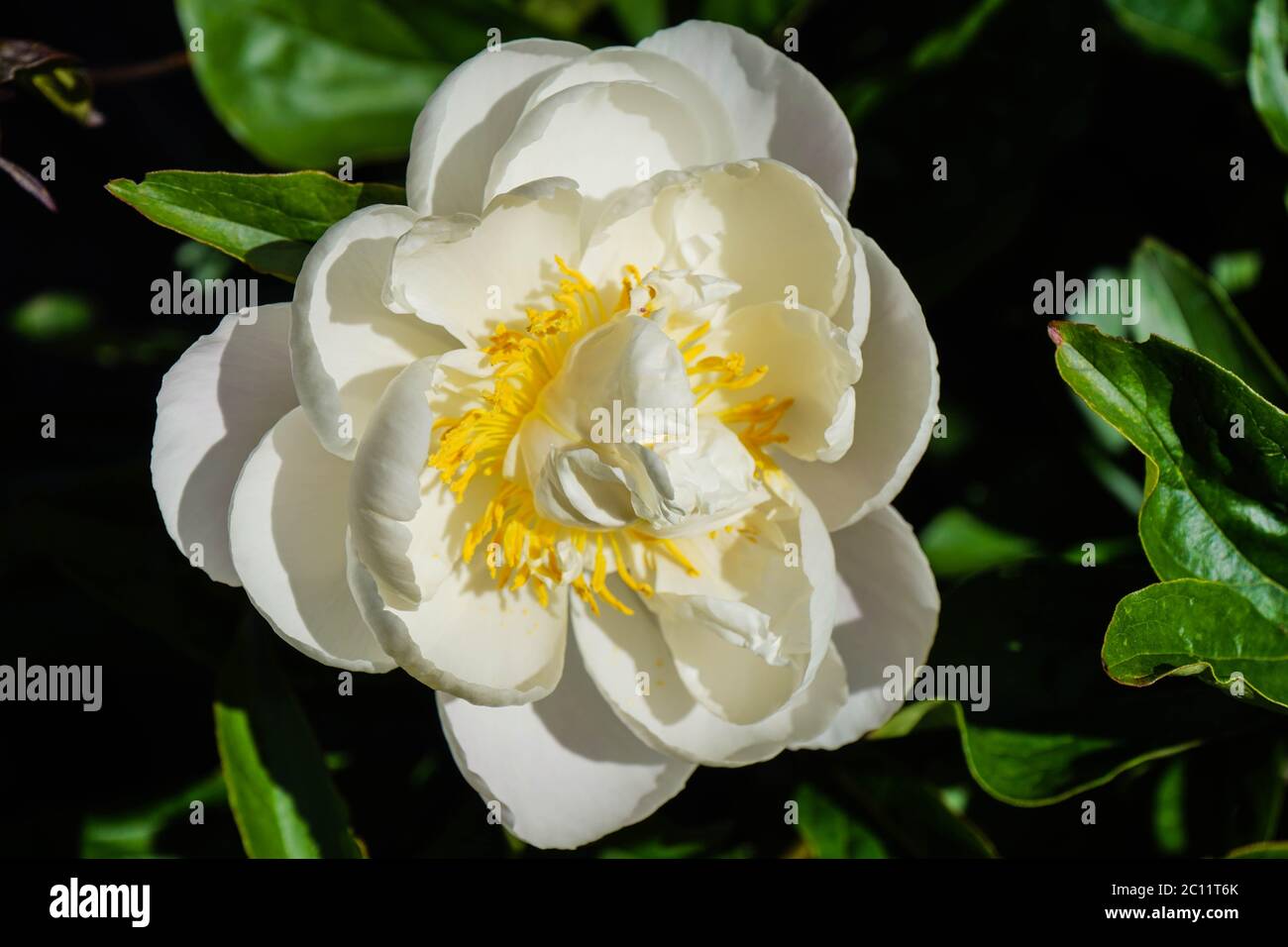 The milk White pentecost Rose Paeonia lactiflora Stock Photo - Alamy