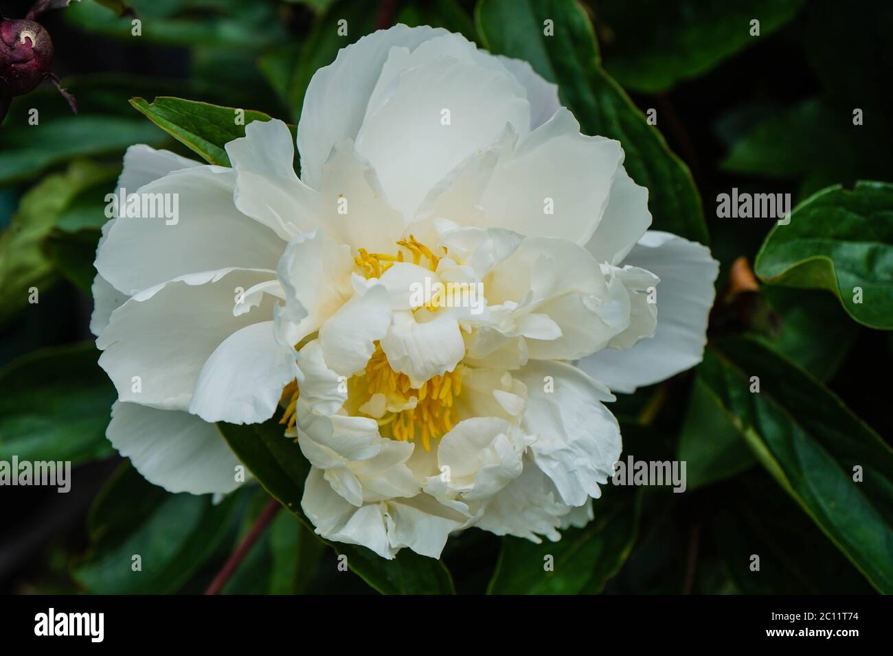 The milk White pentecost Rose Paeonia lactiflora Stock Photo - Alamy